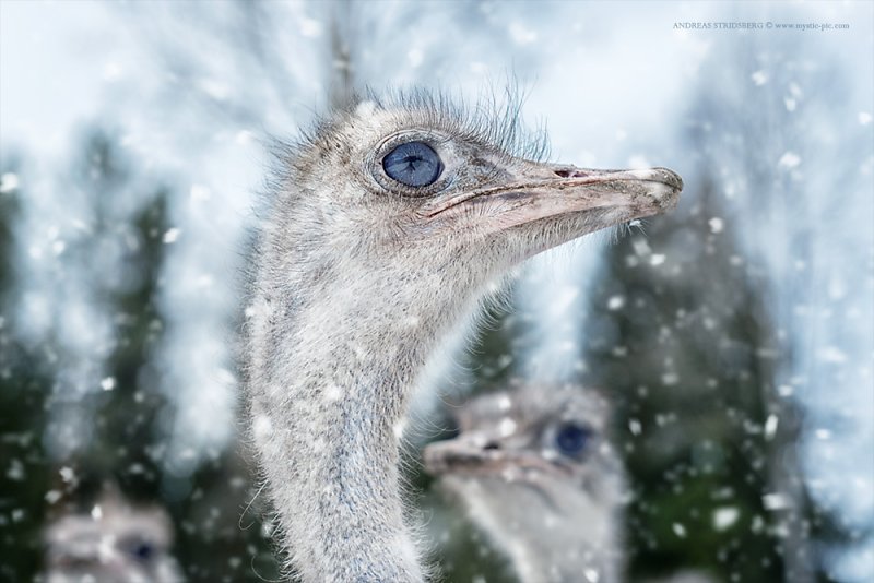 Animals - Andreas Stridsberg